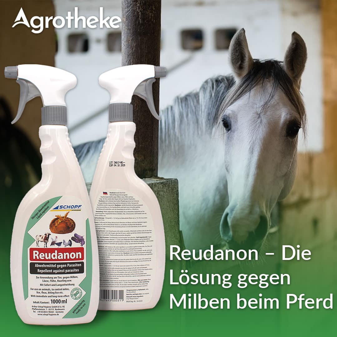 Milben Beim Pferd – Schädlinge Schnell Loswerden ️